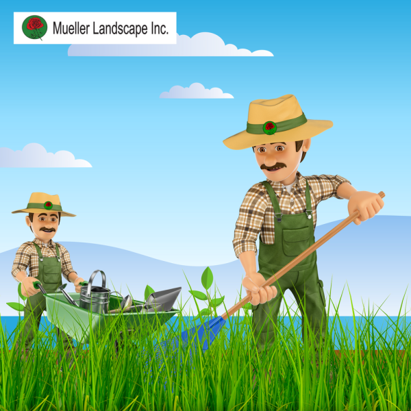 Yard Clean-Up Service - San Diego | Mueller Landscape