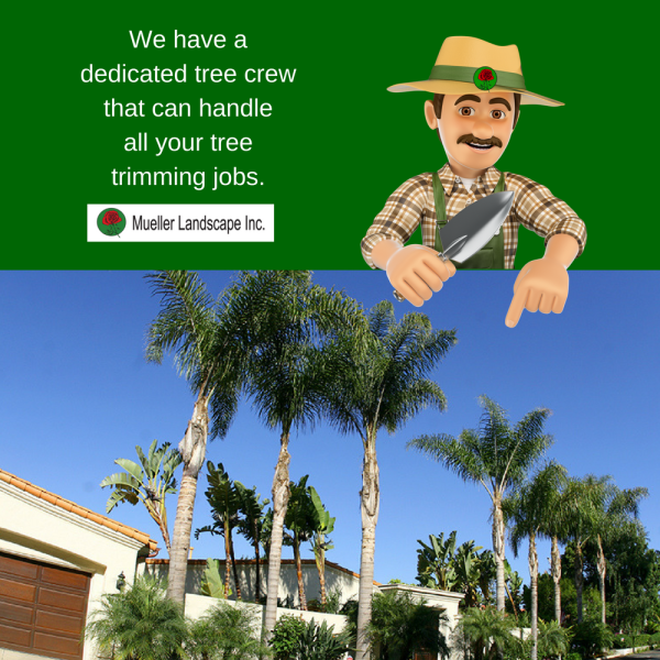 Tree Trimming Services - San Diego | Mueller Landscape Inc.