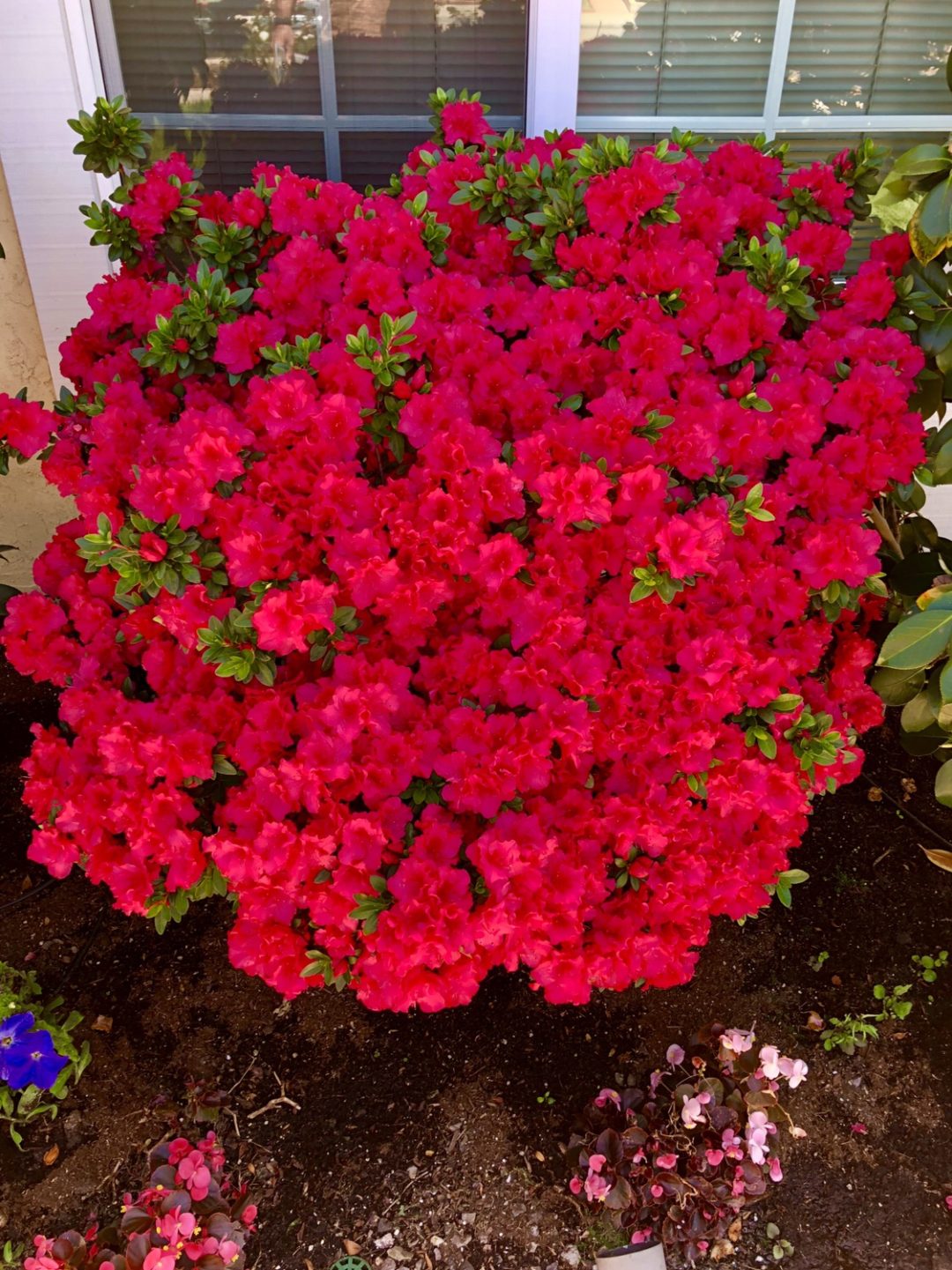 Ode to a 42 Year Old Azalea | Mueller Landscape Inc.
