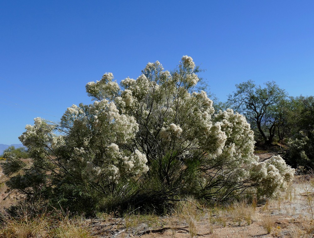 What is That Plant? | Mueller Landscape Inc.