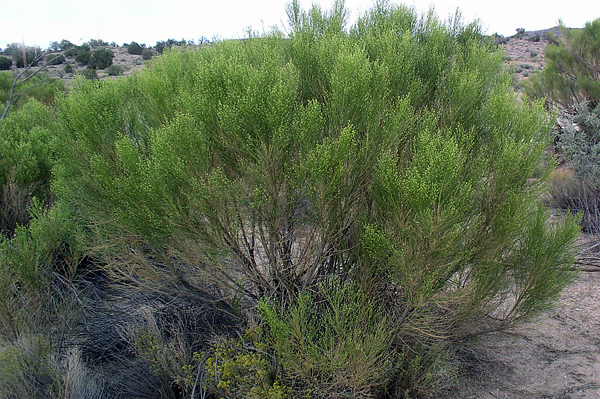 Desert Broom: California Native Plant Guide | Mueller Landscape